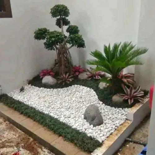 Jual taman kering batu koral tabur/bonsai bringin legend/palem sikas ...