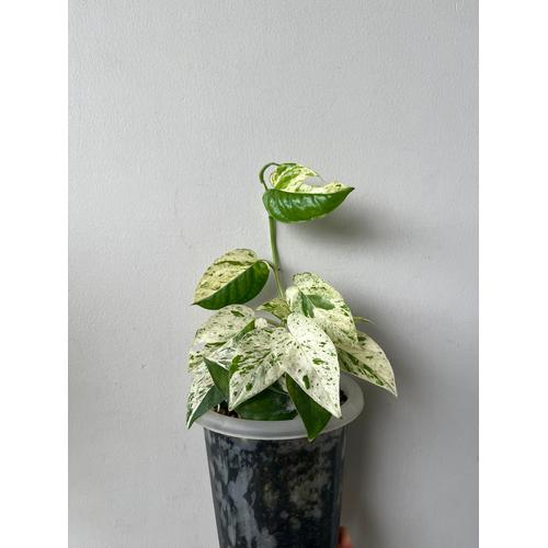 Jual TANAMAN EPIPREMNUM PINATUM MARBLE EKONOMIS - Kab. Sidoarjo - kebun ...