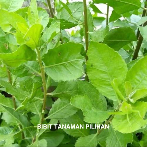Jual Bibit beluntas luntas tanaman herbal sayur bluntas pohon lalapan ...