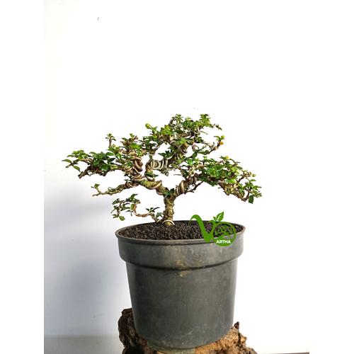 Jual Hokiantea Micro Bonsai Original Berbagai Bentuk 1 - Kota Batu - ARTHA BONSAI VIO | Tokopedia
