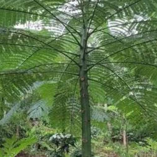 Jual pohon solobium /parahiba/pakis brajil ( tinggi 3 meter ) - Kab ...