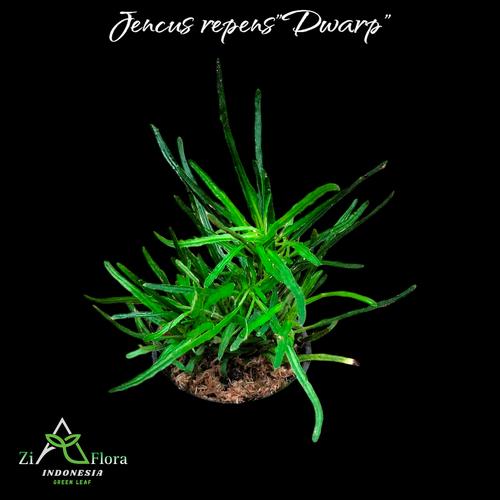 Jual juncus repens"dwarf"tanaman paludarium/terrarium/aquascape ...