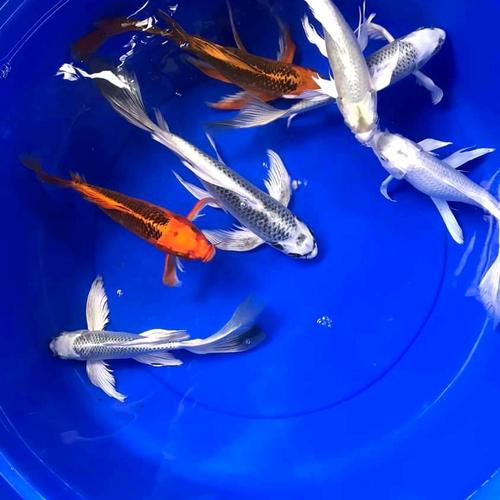 Jual Paket mix koi warna dan koi slayer UK.15cm up (paket 18 ekor ...