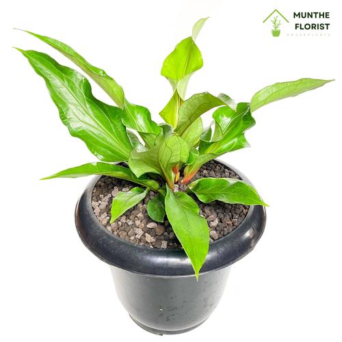 Jual Tanaman Hias Anthurium Obor Merah Ori Besar Termurah - S, Tanpa ...