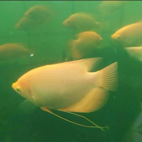 Jual Ikan gurame padang albino jumbo size 30-35cm - Jakarta Utara ...