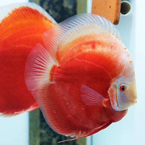 Jual ikan discus red valentine - 1 cm - Kab. Bogor - our discus | Tokopedia