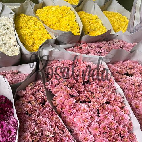 Jual Bunga Aster Jimla / Aster Gymla Spray / Bunga Potong Segar ...