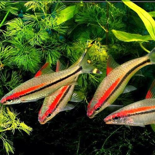 Jual Ikan Puntius denisoni pontius red line barb untuk aquascape ...