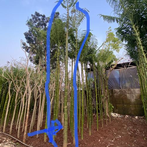 Jual Pohon Solobium / Parahiba / Pakis Brazil Tinggi 6 meter - Jakarta ...