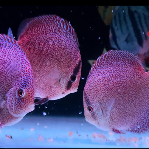 Jual ikan discus panthera x eruption | induk ukuran 4 inc | ikan air ...