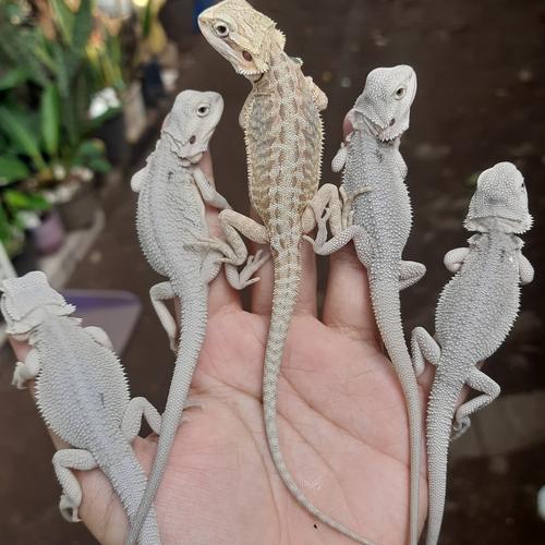 Jual bearded dragon hypo zero - Kota Bekasi - Melata Exopets | Tokopedia