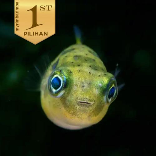 Jual Baby Fahaka Puffer Fish Ikan Hias Buntal Aquascape Hiasan Aquarium ...