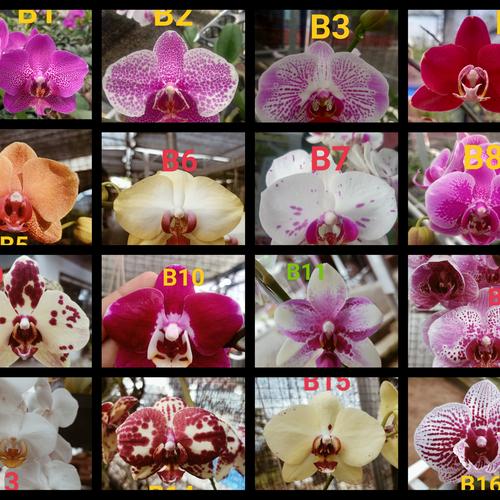 Jual Seedling anggrek bulan hybrid taiwan warna koleksi benih bibit ...