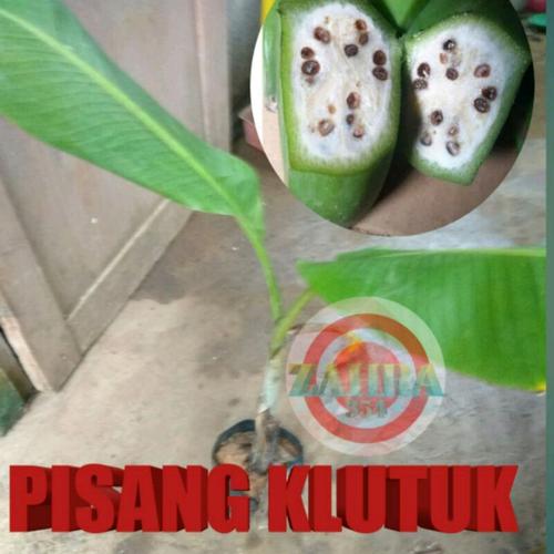 Jual BIBIT PISANG BATU // PISANG KLUTUK - Kab. Purworejo - zahra ...