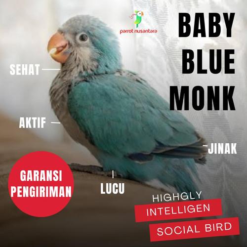Jual BURUNG PARROT BLUE MONK PARAKEET BABY LOLOHAN ANAKAN JINAK - Kota ...