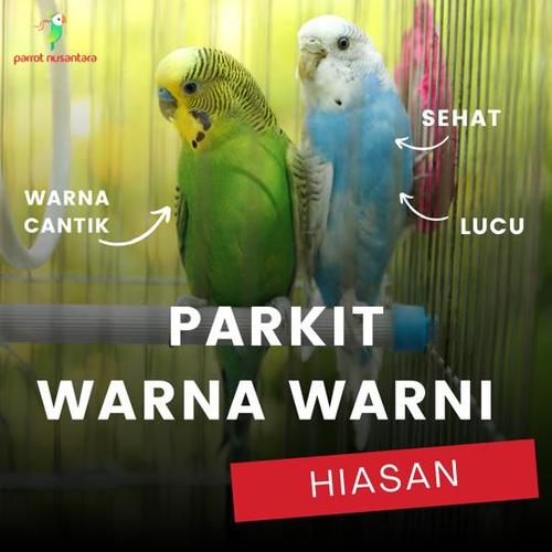 Jual BURUNG PARROT PARKIT WARNA WARNI JANTAN BETINA HIASAN AVIARY ...