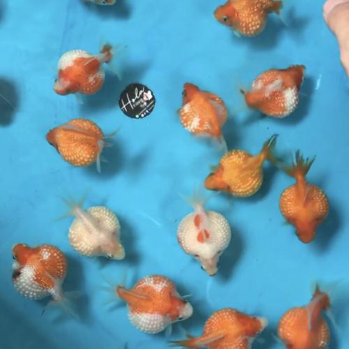 Jual IKAN MAS KOKI MUTIARA TIKUS /IKAN MAS KOKI MUTIK FANCY GOLDFISH ...