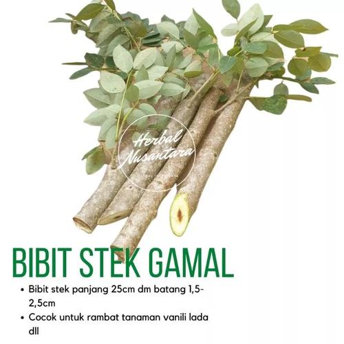 Jual Bibit stek pohon Gamal untuk budidaya tanaman rambat vanili dan ...