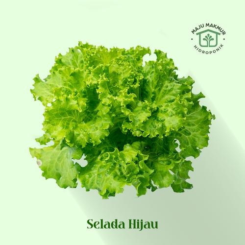 Jual selada hijau hidroponik - 1 Pack - Kab. Sleman - Maju Makmur ...