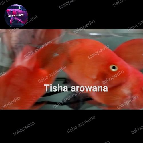 Jual kingkong parot no tail ikan perot kingkong impor - Jakarta Timur ...