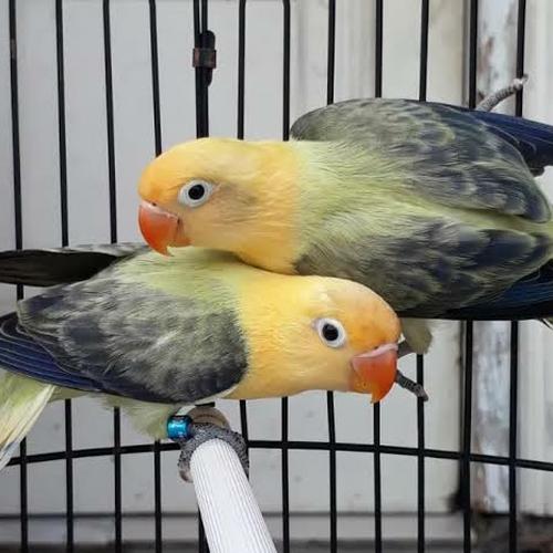 Jual LOVEBIRD BIOLA PB EWING ISTIMEWAH 1 PASANG - Jakarta Selatan ...