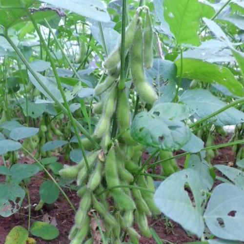 Promo Benih - Biji - Bibit Kacang Kedelai Jepang - Edamame - Kab ...
