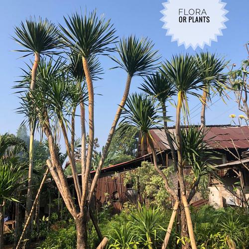 Jual Pohon Pandan Bali Uk 5 - 6m || Pusat Pohon Pandan Bali Terlaris ...
