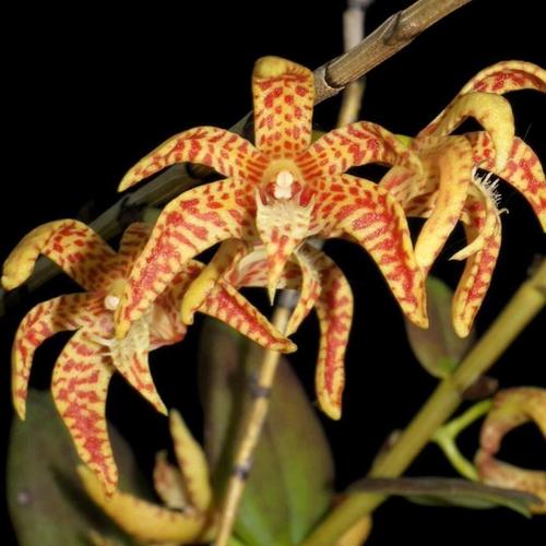 Jual Dendrobium insigne - Kab. Mojokerto - Rhea Orchids | Tokopedia
