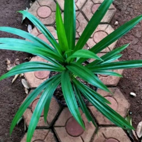 Jual Pohon pandan wangi - Bibit pohon pandan wangi - Tanaman pandan ...