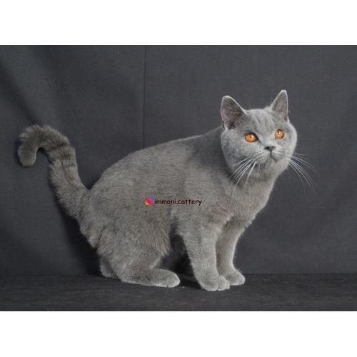 Jual Kucing British Shorthair Blue Jantan Pedigree CFA (Invoice) - Kab ...