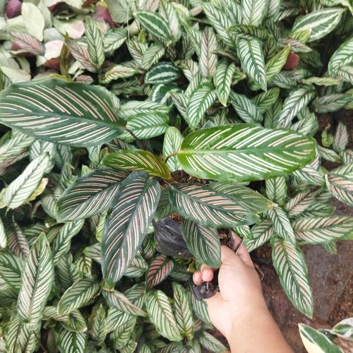 Jual tanaman hias calathea red star - Kota Tangerang Selatan - Sumber ...
