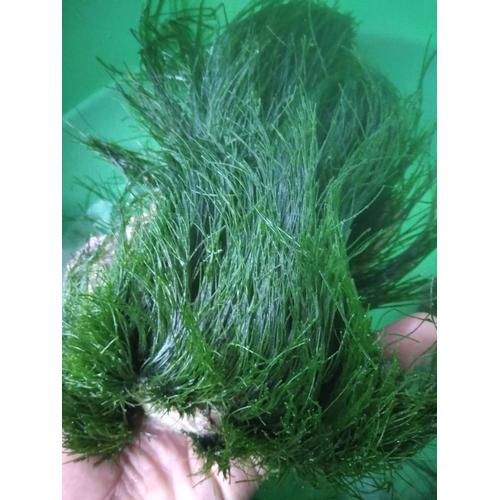 Promo Rumput JARUM - Macroalgae / Tanaman Laut - Kota Depok - Vijay ...