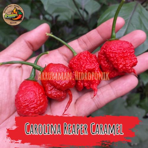 Promo BENIH Cabe Carolina Reaper Caramel isi 10 biji - jenis cabe ...