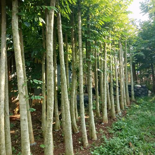 Jual Pohon sepatu dea tinggi 4 meter diameter batang 15 cm - Kota Depok ...