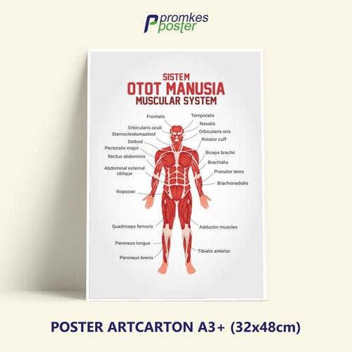 Jual Poster Kesehatan Anatomi Sistem Otot Manusia Muscular System ...