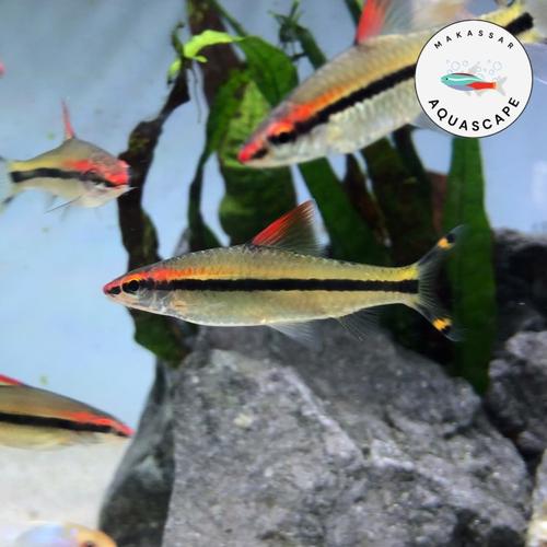 Jual ikan hias/puntius denisoni/aquascape - pountius Deniso, denisoni ...