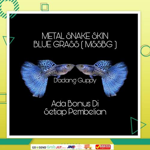 Jual ikan hias air tawar Guppy metal snake skin blue grass - betina - Kota Depok - DadangGuppy ...