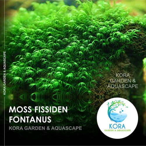 Jual Tanaman Air Fissiden Moss / Aquascape / Aquarium / Low CO2 Per Lempeng - Wabikusa - Kota ...