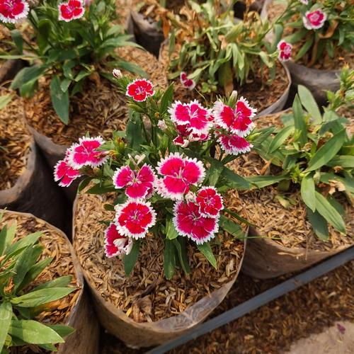 Jual tanaman hias bunga anyelir - Jakarta Barat - dayplant landscape ...