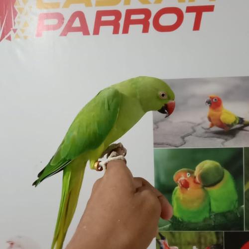 Jual Burung Jinak IRN Indian Ringneck Green - Kota Bekasi - Laskar ...