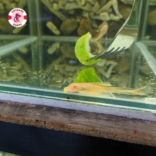 Jual brushmouth albino slayer pleco - Kab. Magelang - origami guppy ...