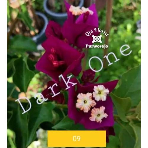 Jual Tanaman hias bunga bugenvil bunga kertas- dark one purple - Kab ...