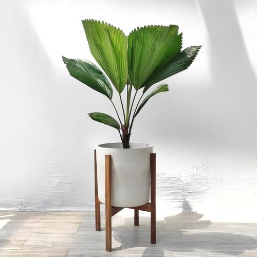 Jual PALM KOL + POT CONCRETE | Tanaman Hias - Tanaman Indoor - Pot ...