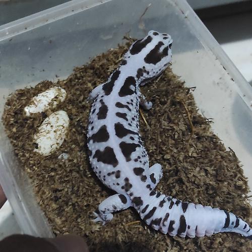 Jual Leopard Gecko AFT / African Fat Tailed WO Oreo - Jakarta Selatan ...