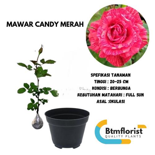 Jual Tanaman Bunga Mawar Batik Merah - Kota Batu - Btm plants official ...