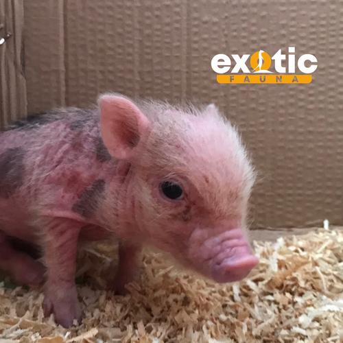 Jual babi mini micro pig - Jakarta Barat - Exotic Fauna | Tokopedia