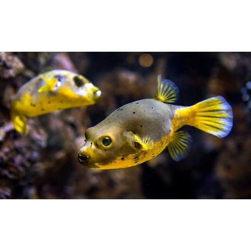 Jual Ikan Buntal Babi Kuning / Yellow Dog Face Puffer - Ikan Hias Laut ...