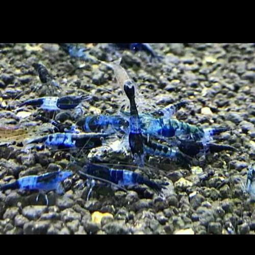 Jual blue rili hiasan aquascape - Kab. Bogor - jaya shrimpshoop | Tokopedia