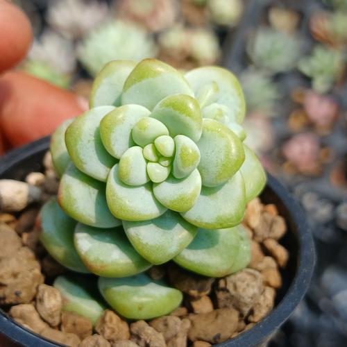 Jual tanaman hias/sukulen/echeveria/sedum clavatum single head - Kab ...