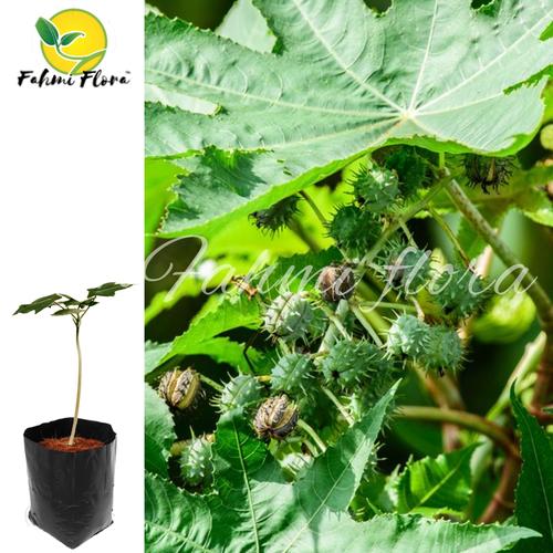 Jual tanaman JARAK KEPYAR/KALIKI (ricinus communis) - Kota Bekasi ...